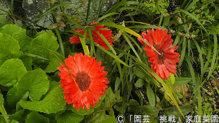 ガーベラ: 園芸 挑戦