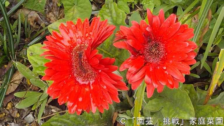 ガーベラ: 園芸 挑戦
